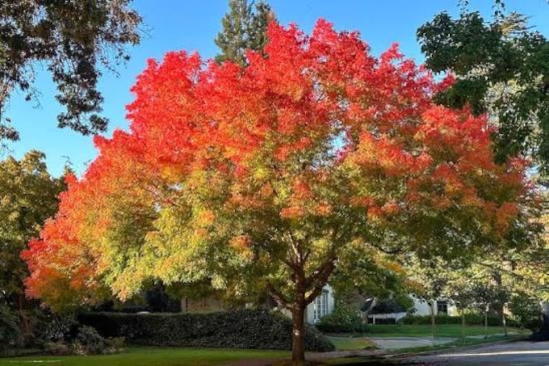 2 Live STUNNING Chinese Pistache Trees Bright Orange Red Fall Colors ...