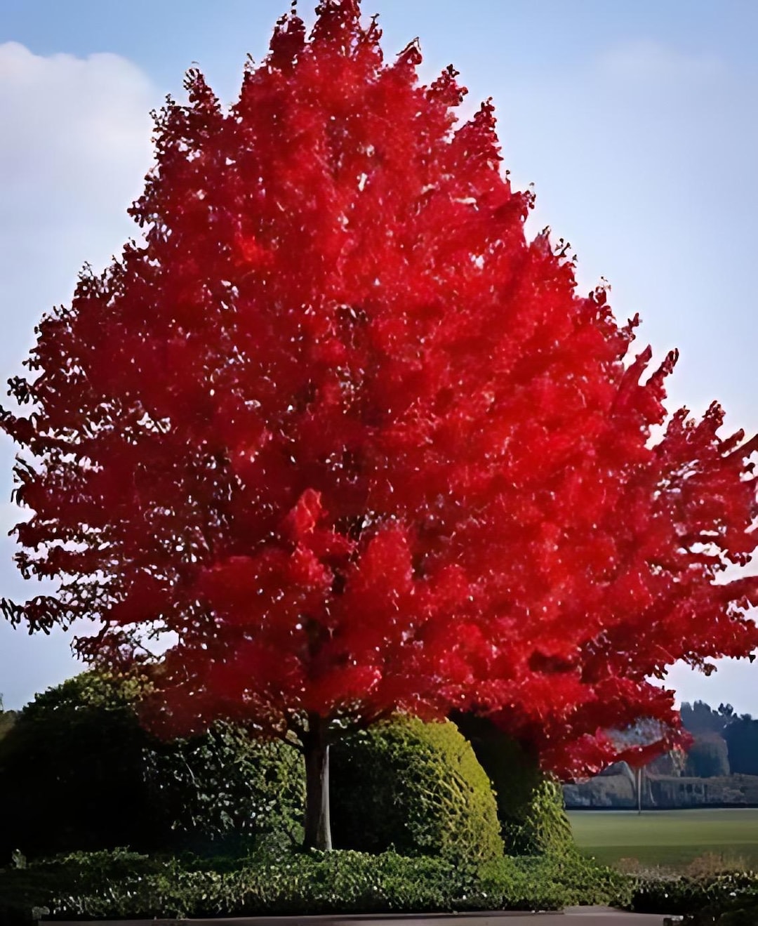 One Live Scarlet RED Maple Tree 2ft Tall Now Beautiful Crimson Red ...