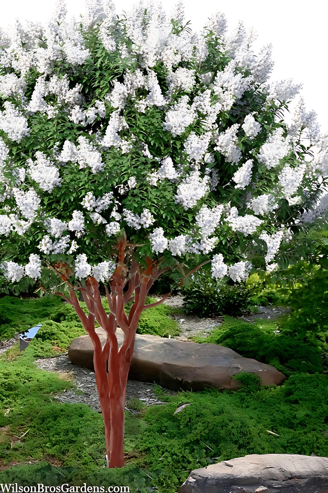 1 SNOWY White Crape Myrtle Tree Showy Blooms Beautiful White Fragrant ...