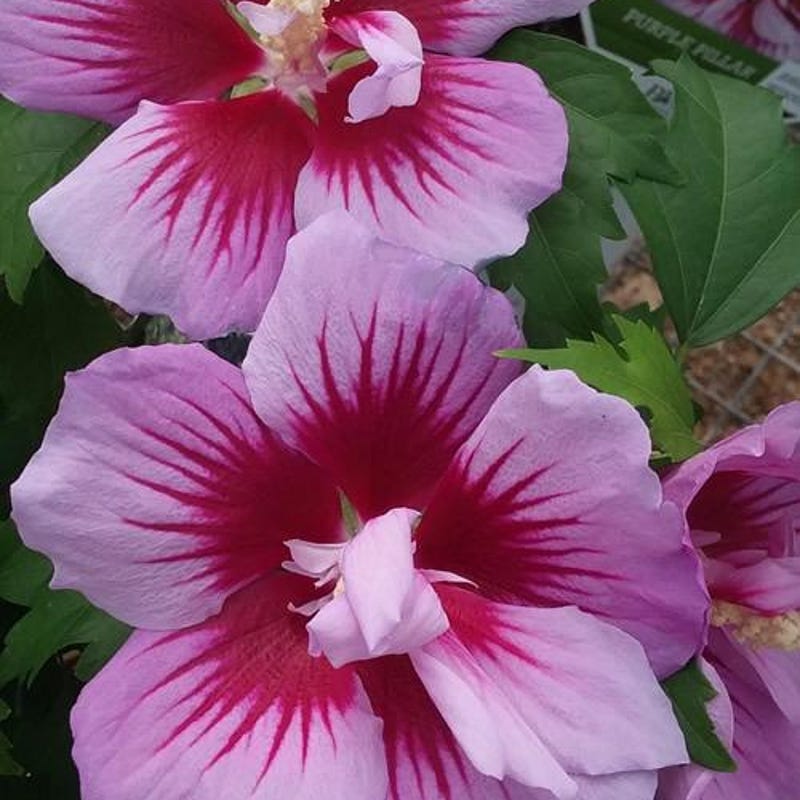 Rose of Sharon Plants - Etsy