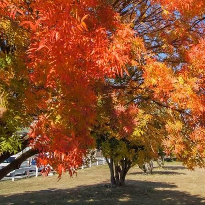 2 Live STUNNING Chinese Pistache Trees Bright Orange Red Fall Colors ...