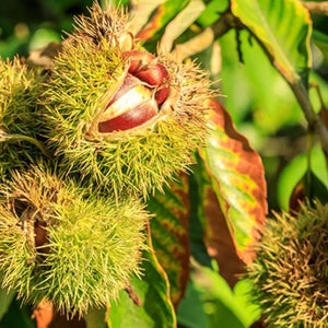 One Live Chinese CHESTNUT Tree Heavy Producers Delicious Nuts at ...