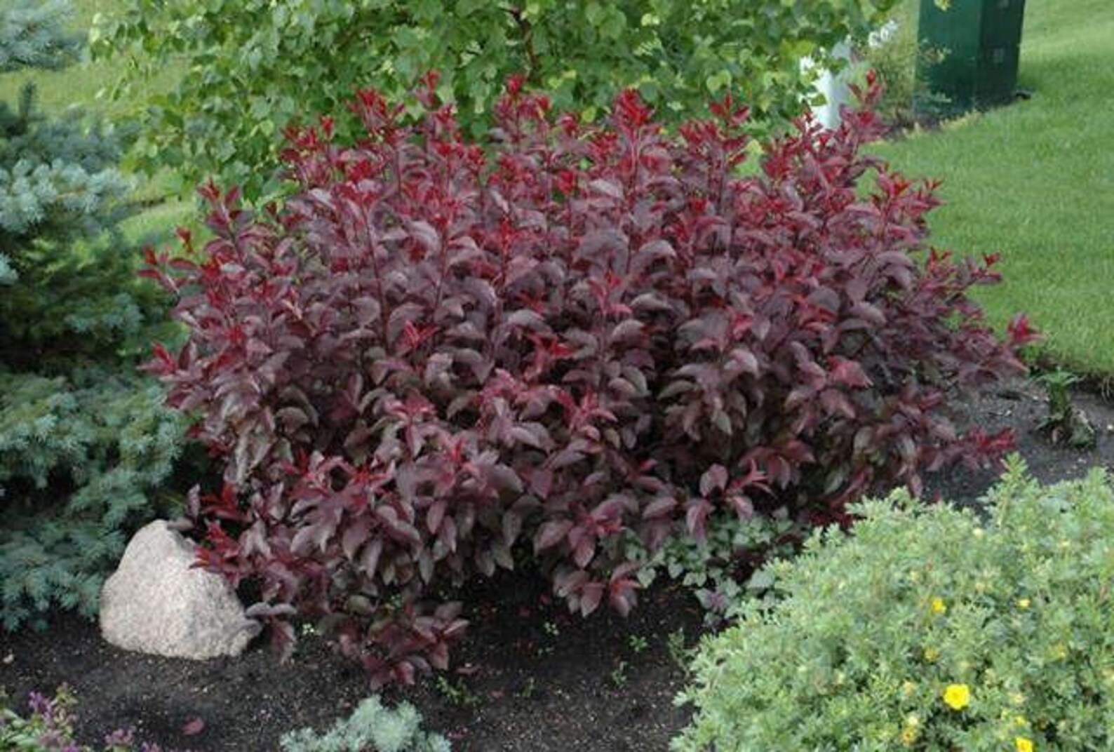 One Live Beautiful Purple Sand Cherry Tree Shrub Live Plant - Etsy