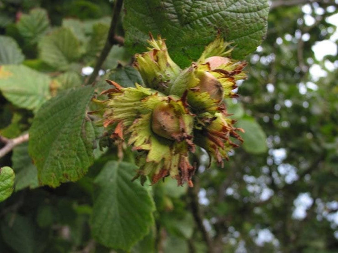 One American Hazelnut Tree Live Tree Edible Nuts DELICIOUS in 2-3 Years ...