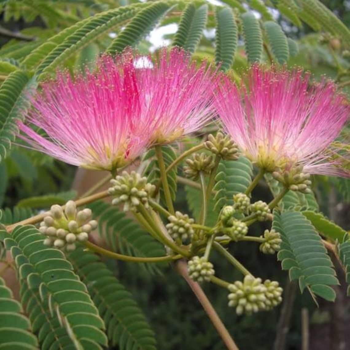 Two Pink Mimosa Persian Silk Tree Live Sapling Yearling - Etsy