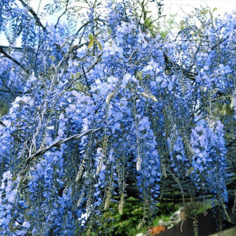 2 Chinese Blue Wisteria Tree 1-2ft Tall Live Trees Cascading Fragrant ...