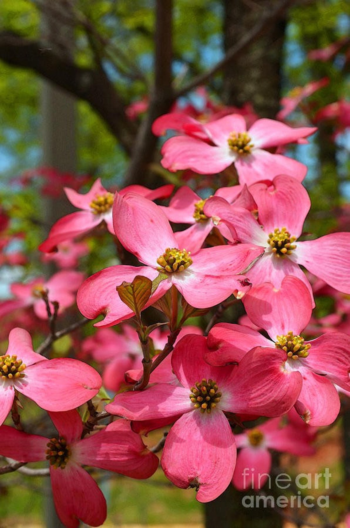 Red Dogwood Cherokee Chief Tree Beautiful Red Blooms 1-2ft | Etsy