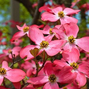Red Dogwood Cherokee Chief Tree Beautiful Red Blooms 1-2ft Tall Now - Etsy