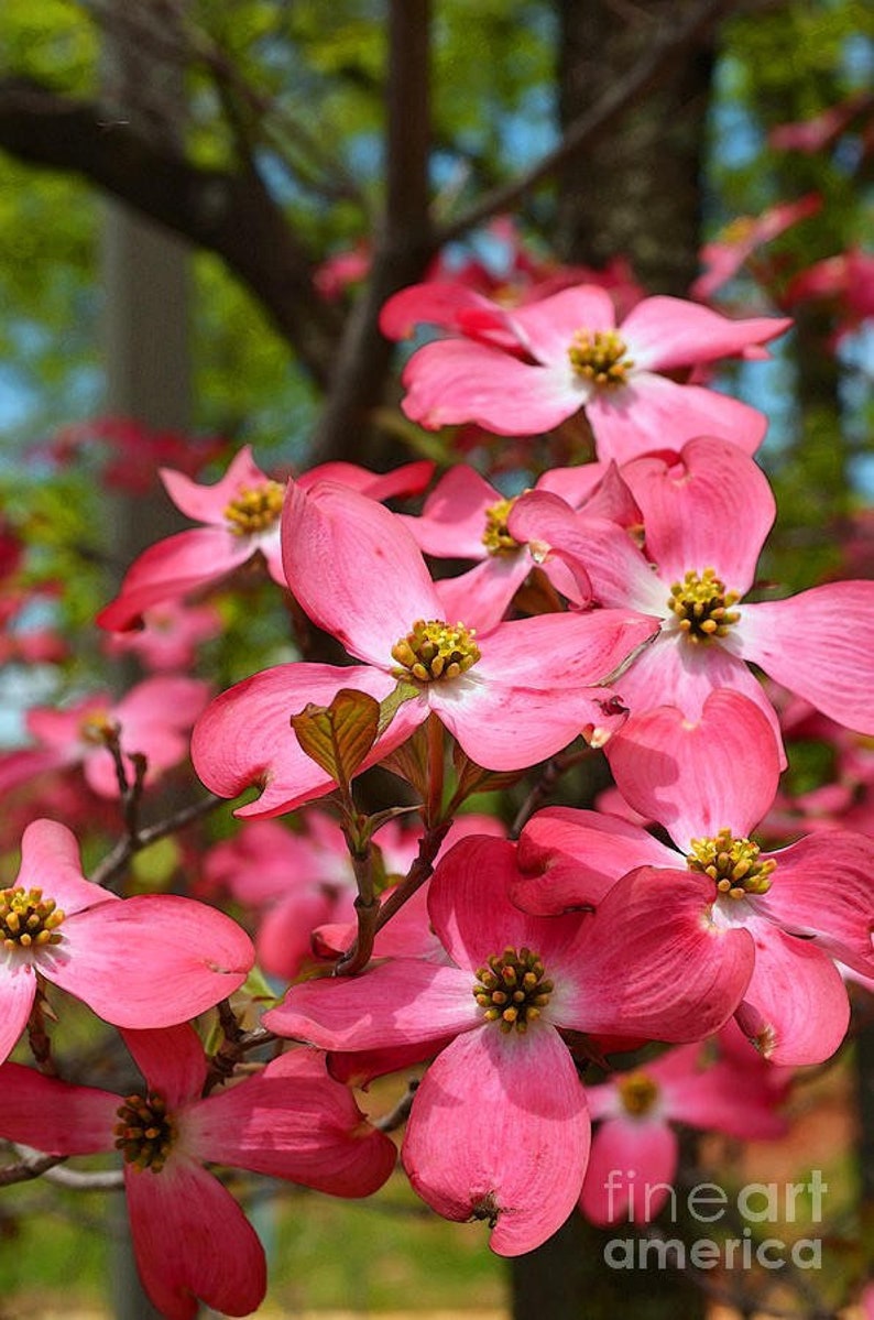 Red Dogwood Cherokee Chief Tree Beautiful Red Blooms 1-2ft | Etsy