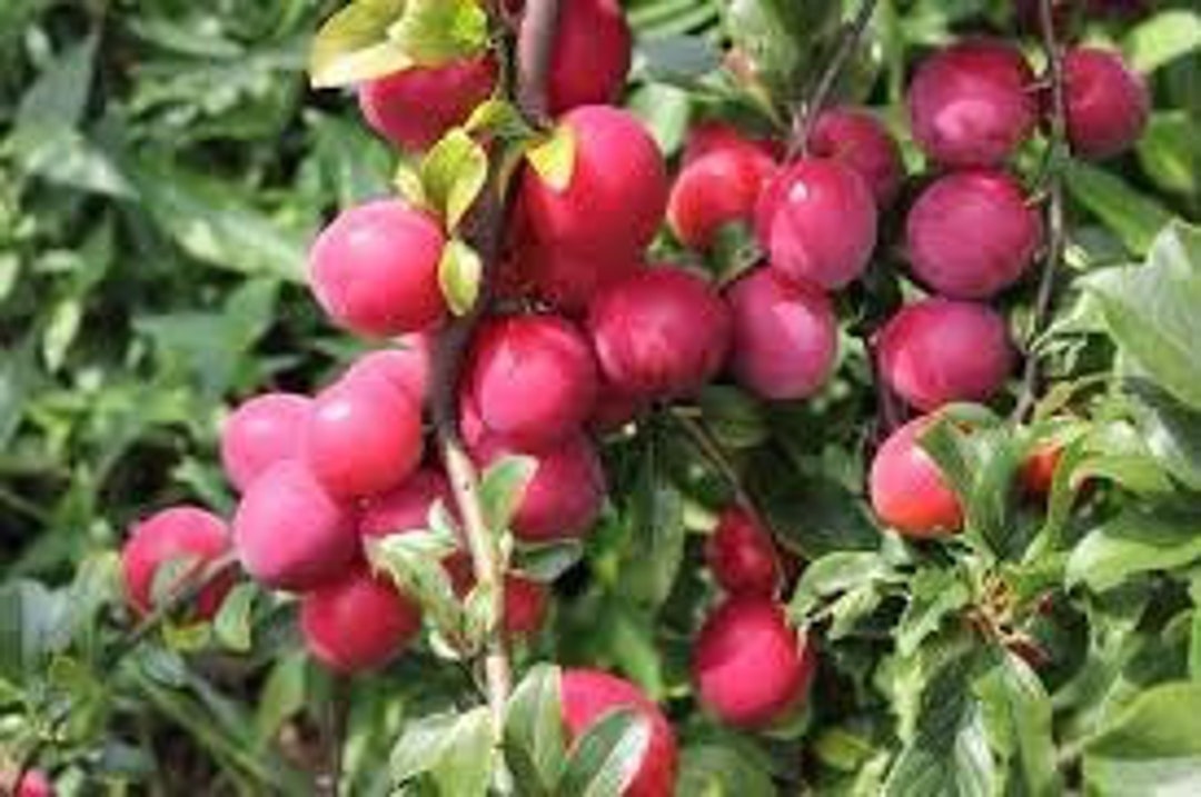 One Live Bruce PLUM Tree 2-3 Ft Tall Now Tastiest , Hardiest , Easy to ...