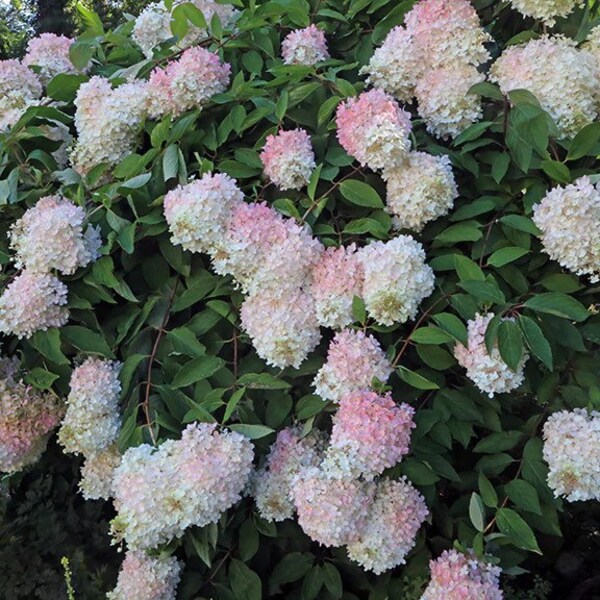 Hydrangea Bush - Etsy
