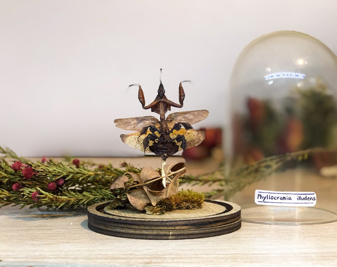 Phyllocrania Illudens - Real Praying Mantis/ Gottesanbeterin/ Mantidae ...