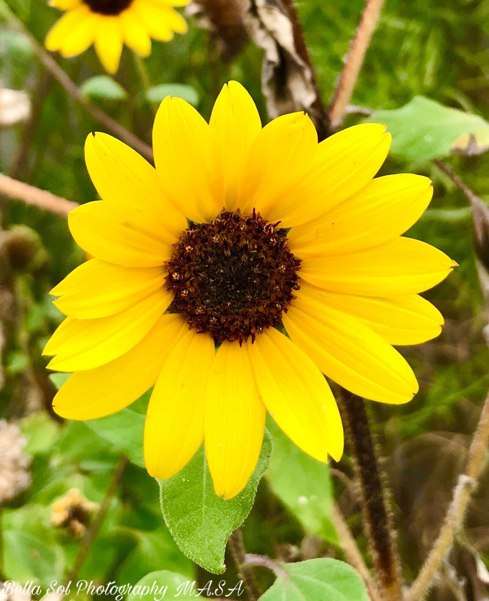 Sunflower Print - Etsy