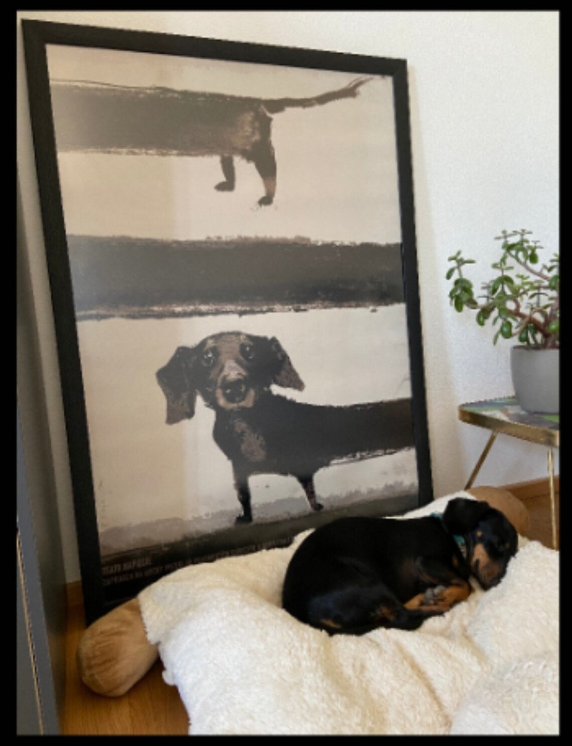 The Only Original Kaja Dachshund Poster: Ryszard Kaja Polish Theater ...