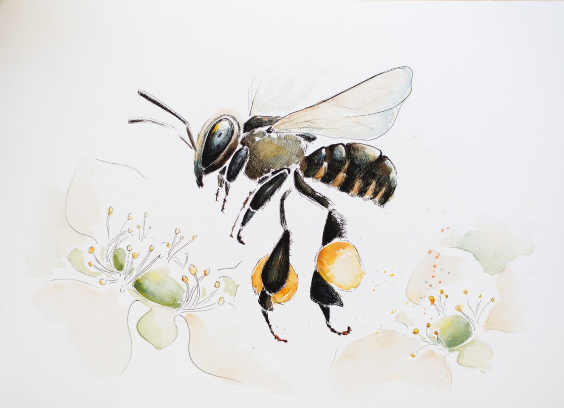 Sugarbag Bee Watercolour Giclee Print A4, Tetragonula Carbonaria ...