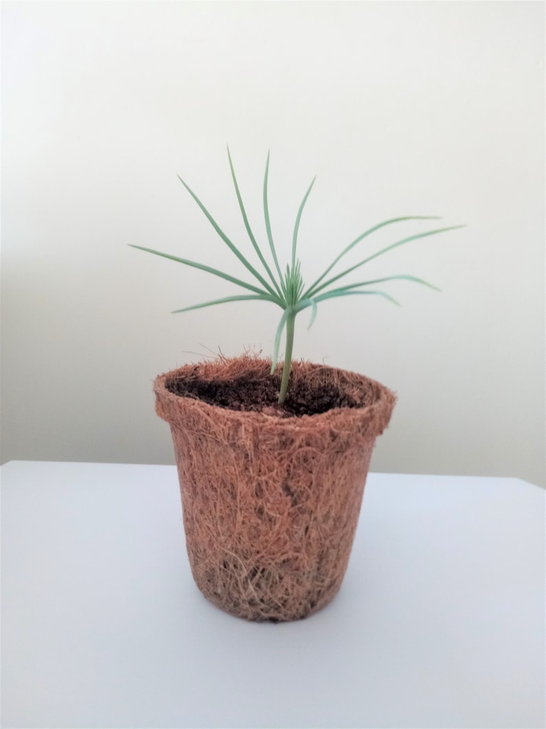 Tiny Mini Bonsai - Stone Pine - Bonsai Starter Kit to Grow Bonsai From ...