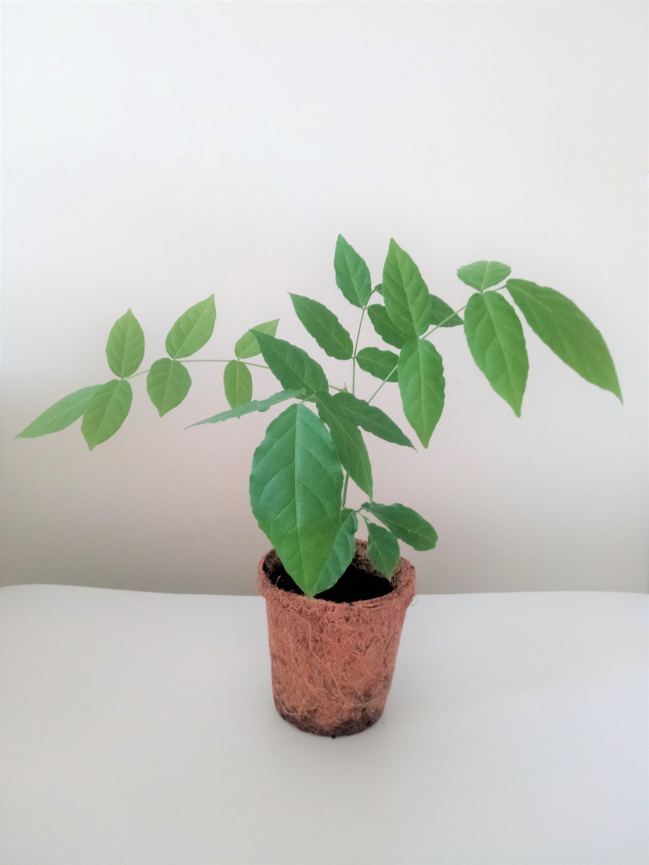 Tiny Mini Bonsai - Complete Bonsai Tree Starter Kit to Grow 4 Bonsai ...
