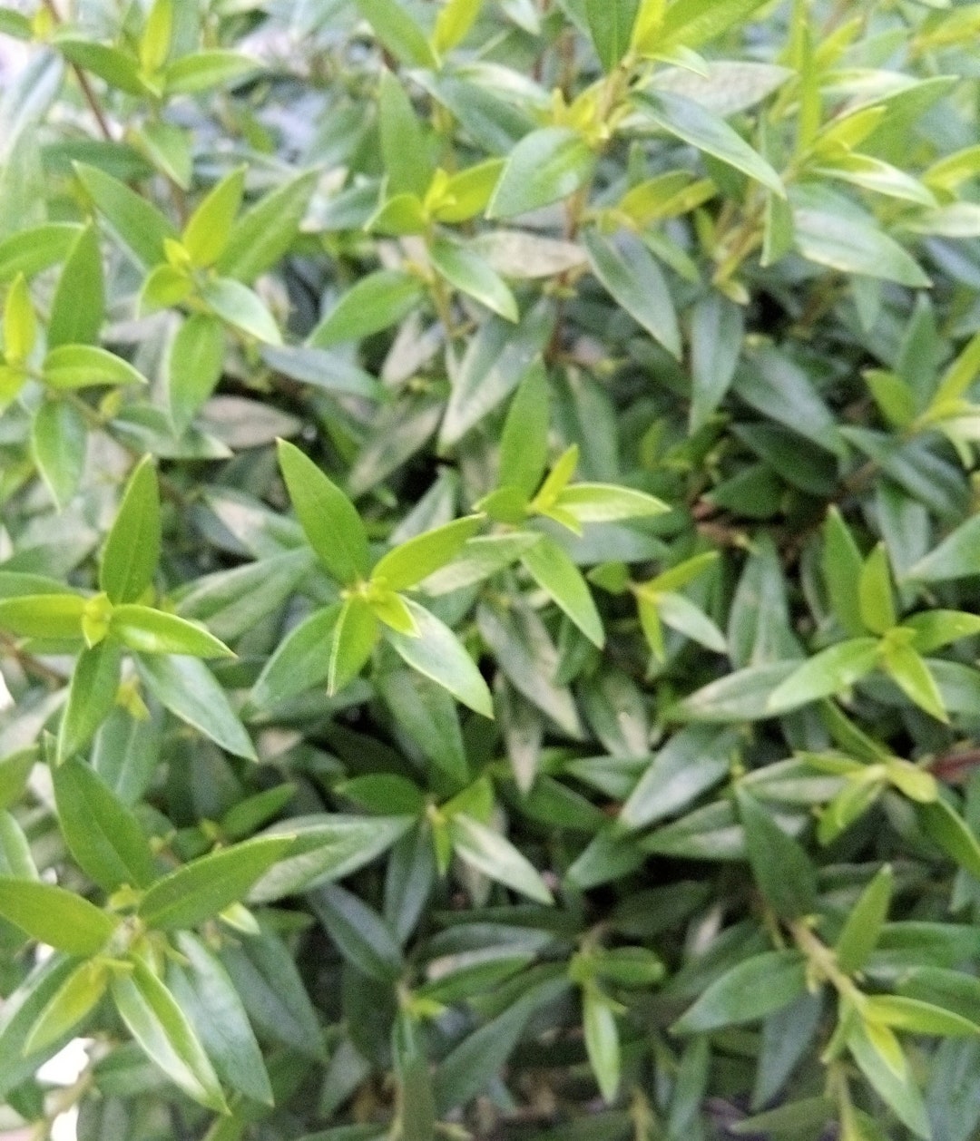 Mirto común Semillas de Myrtus communis para Bonsái o Planta de Jardín ...