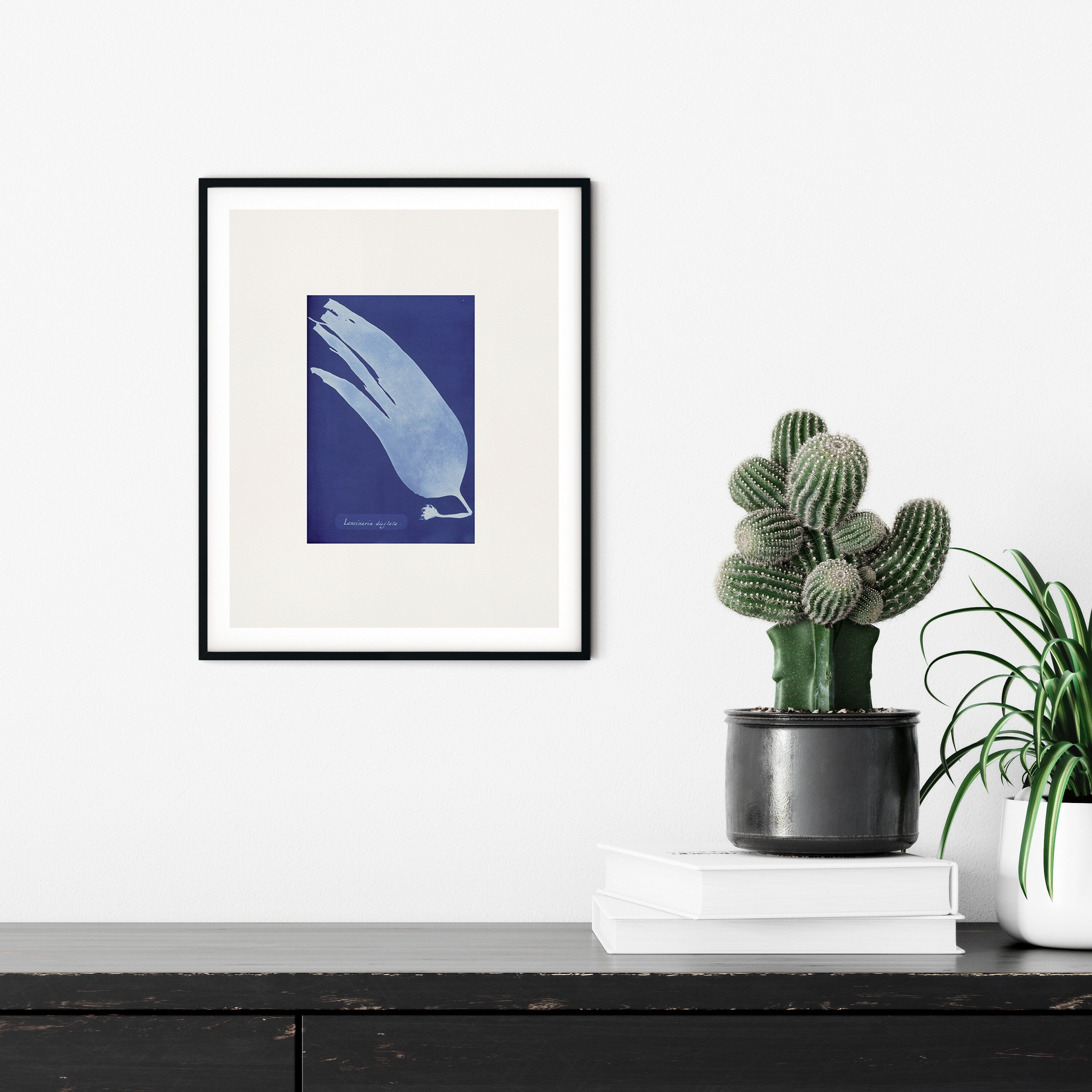 Anna Atkins Cyanotype Vintage digital print download Plants & - Etsy España