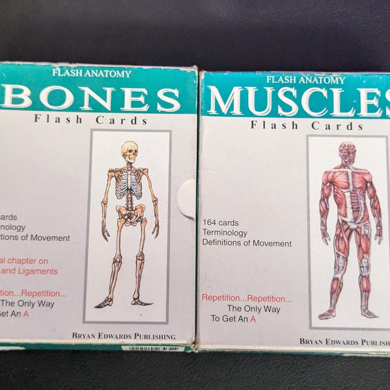Muscle Anatomy - Etsy