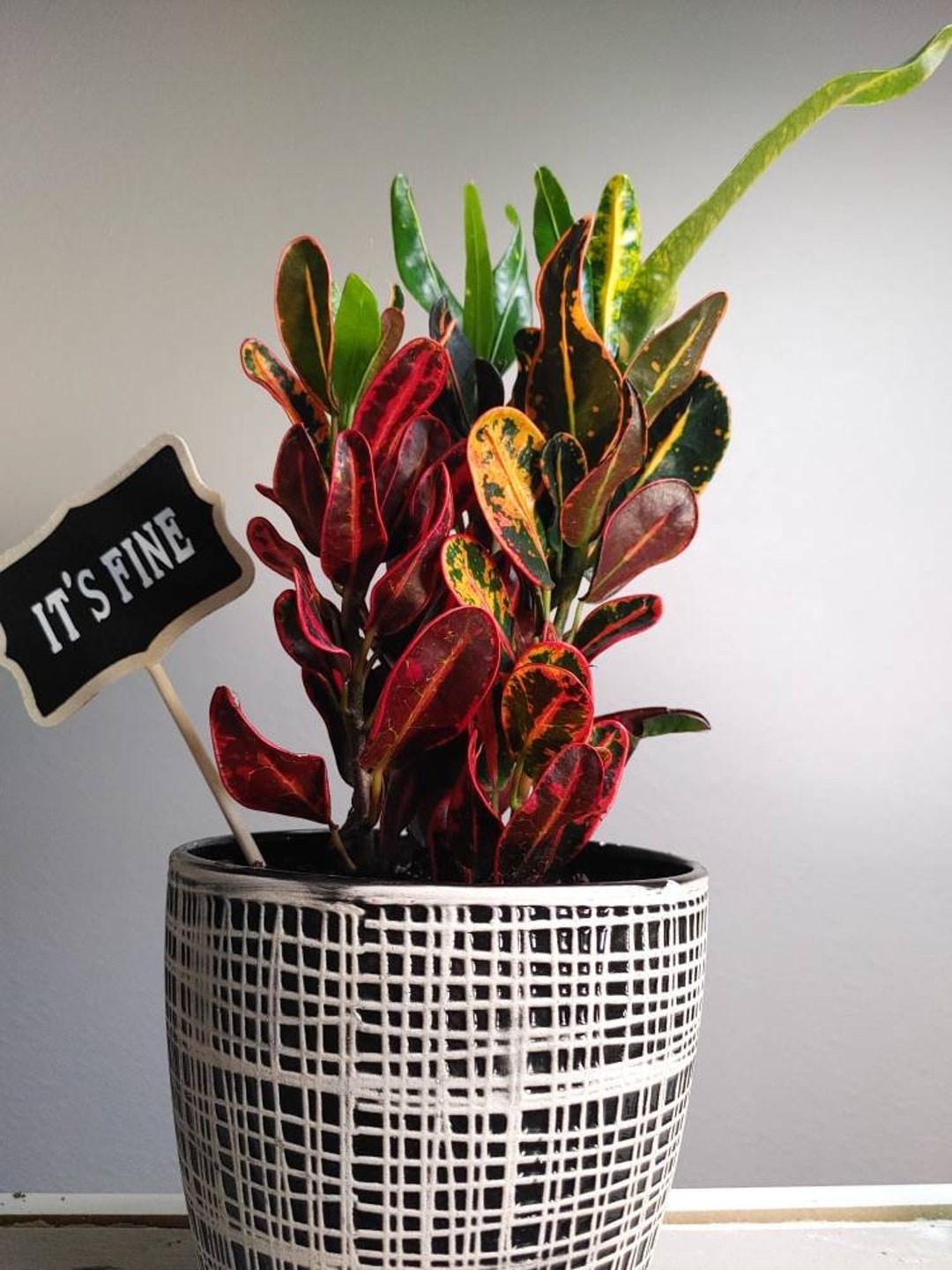 Wooden Plant Markers Black With White Vinyl Lettering - Etsy
