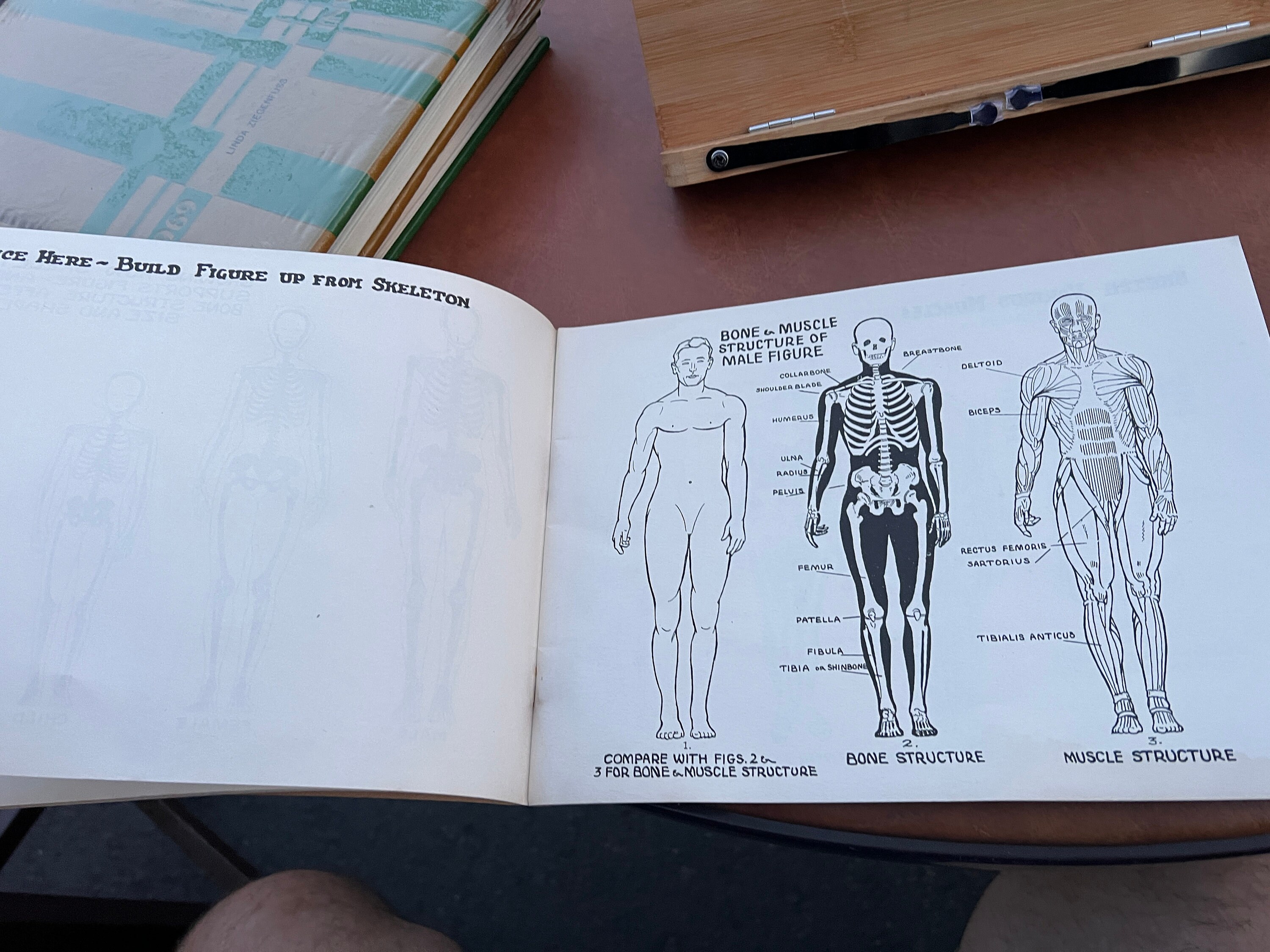 Simplified Anatomy of the Human Figure: A Guide to Drawing for - Etsy