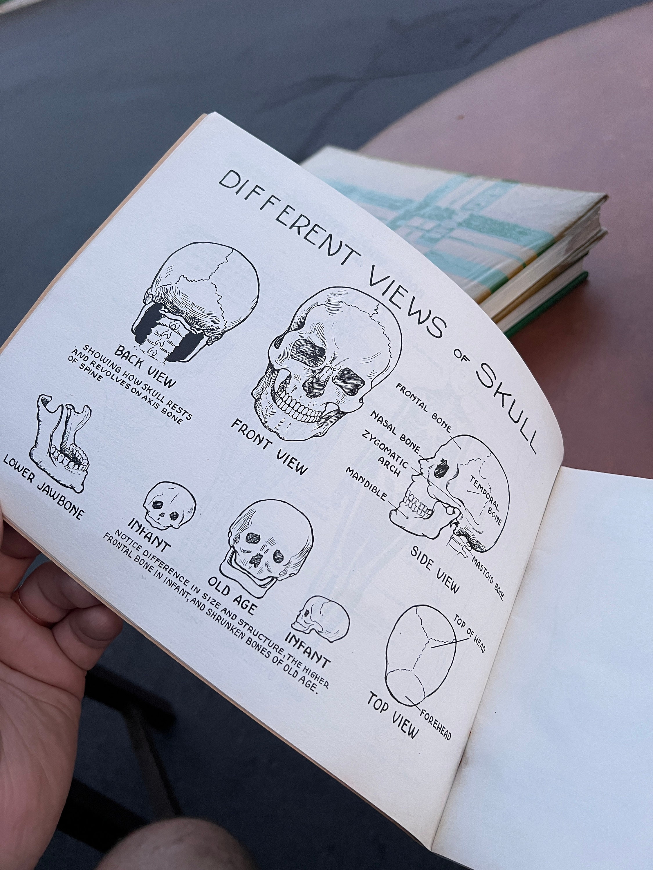 Simplified Anatomy of the Human Figure: A Guide to Drawing for - Etsy