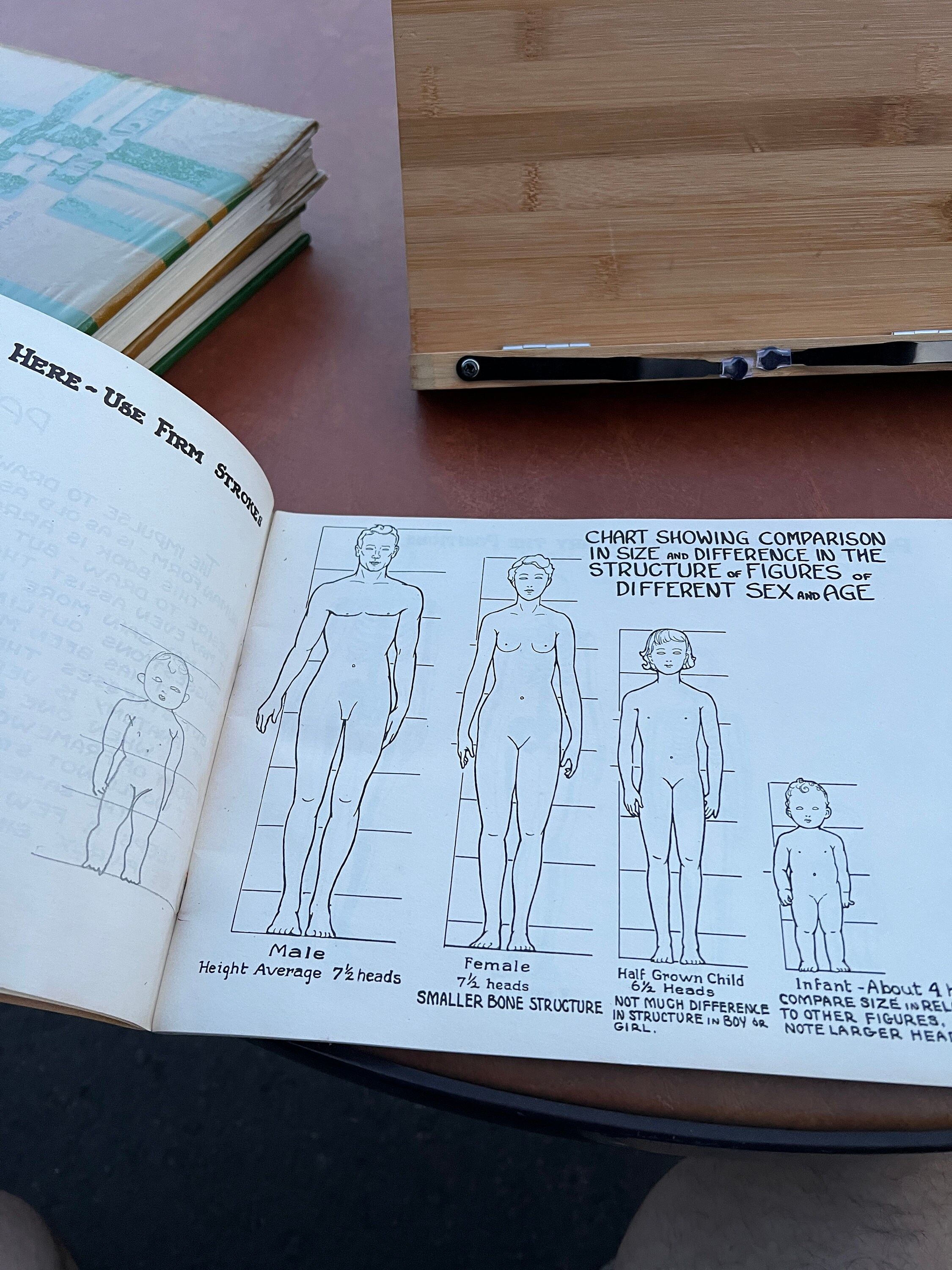 Simplified Anatomy of the Human Figure: A Guide to Drawing for - Etsy