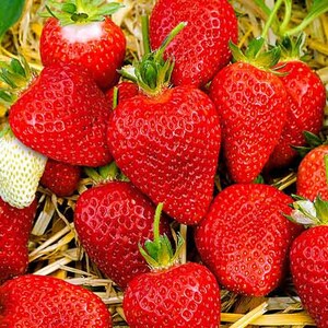 Organic Seeds Strawberry temptation 0.01 G - Etsy
