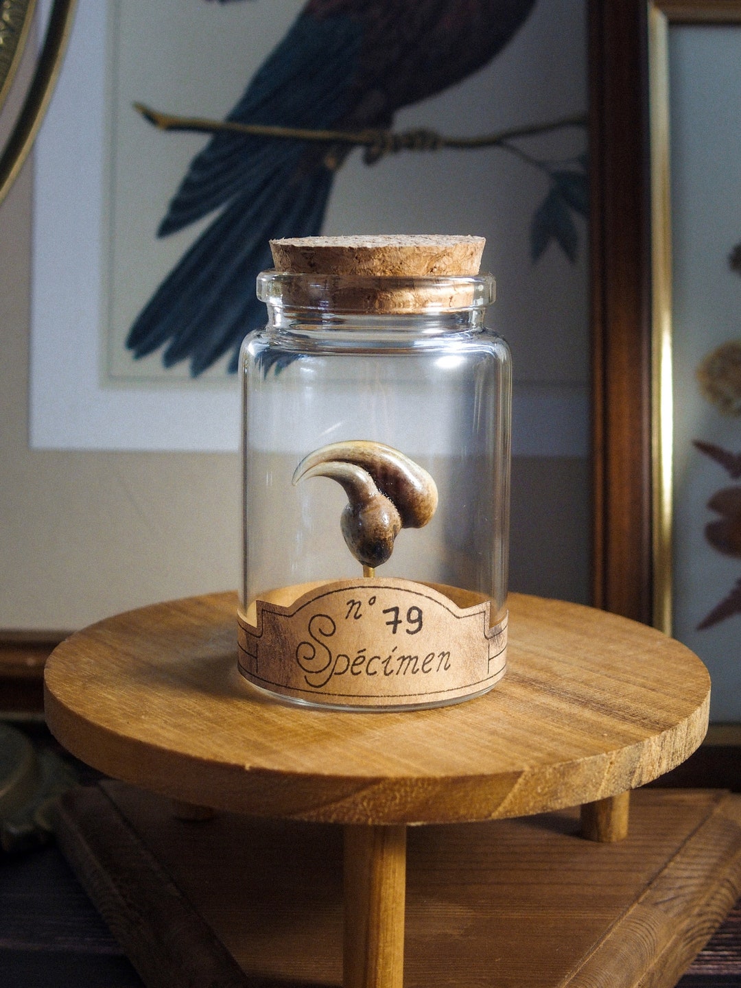 Fossilized Glass Claw in Its Apothecary Jar for Cabinet of Curiosities ...