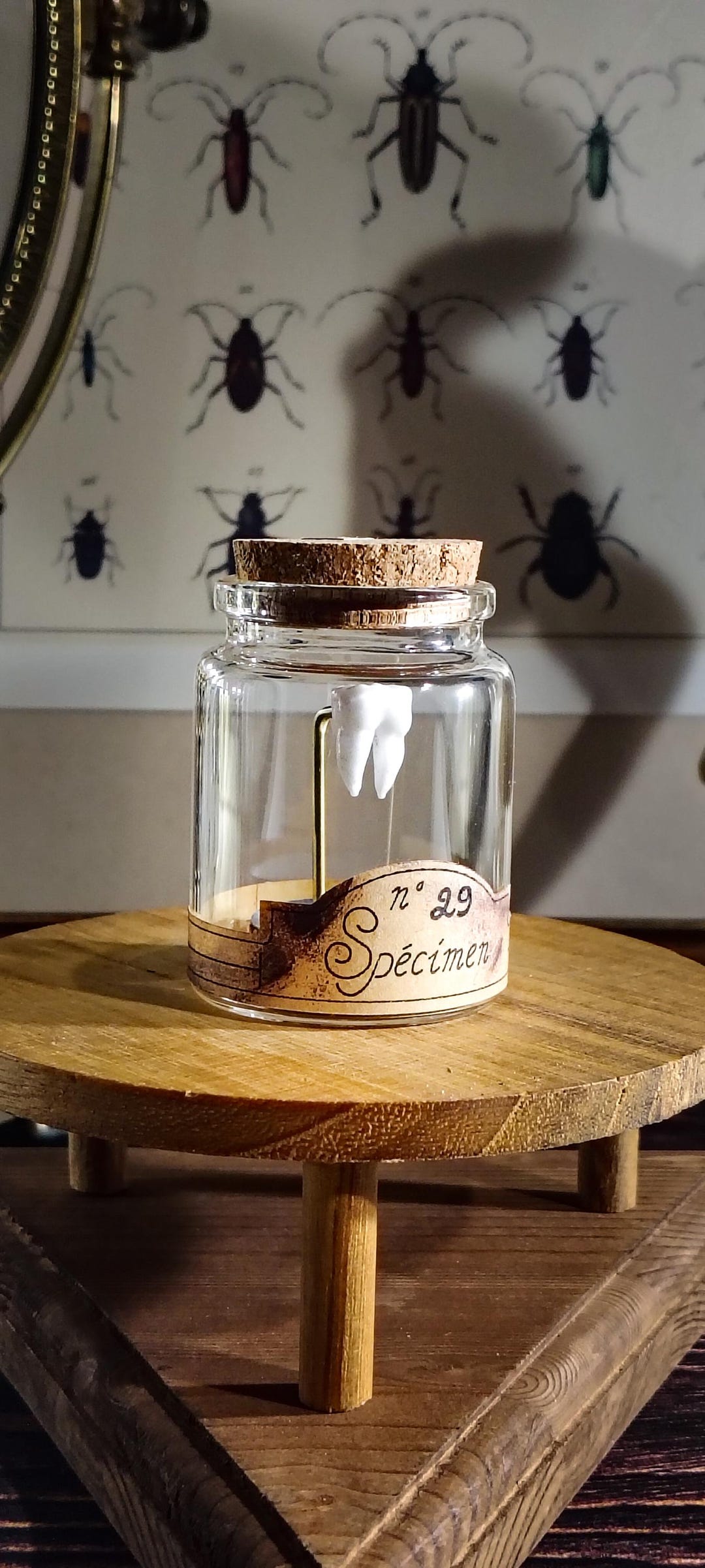Glass Molar Tooth in Apothecary Jar for Cabinet of Curiosities ...