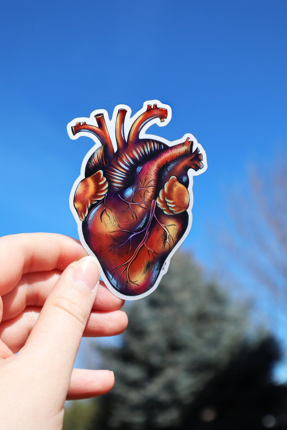 Colorful Anatomical Heart Waterproof Vinyl Sticker - Etsy