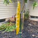 Hand Painted Yellow - Etsy