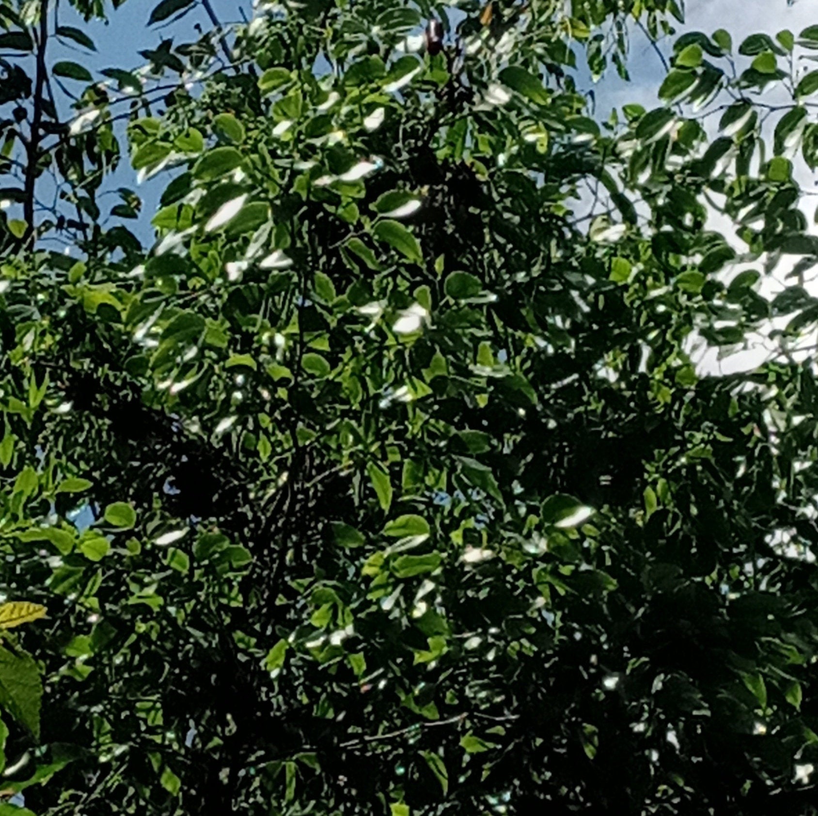 Jamaican Locust Fruit Powder stinking Toe Food Drink West - Etsy Canada