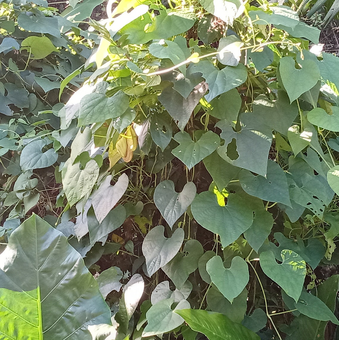 Duck Flower Detox organic Wildcrafted Alkaline Herb flor - Etsy Australia