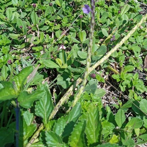 Jamaican Blue Vervain verbena, Vervine - Etsy