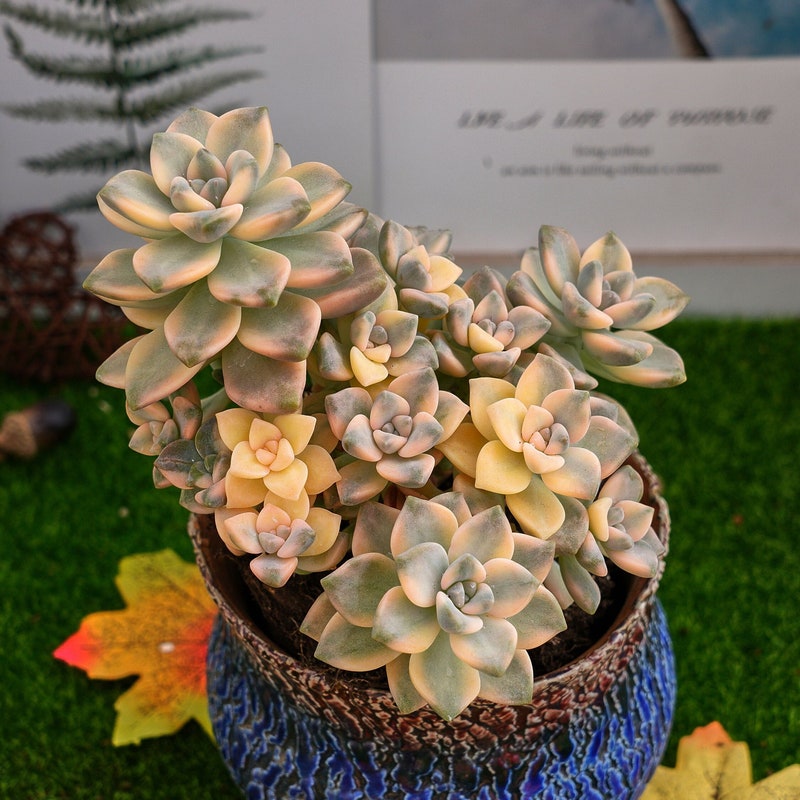 Graptoveria - Etsy