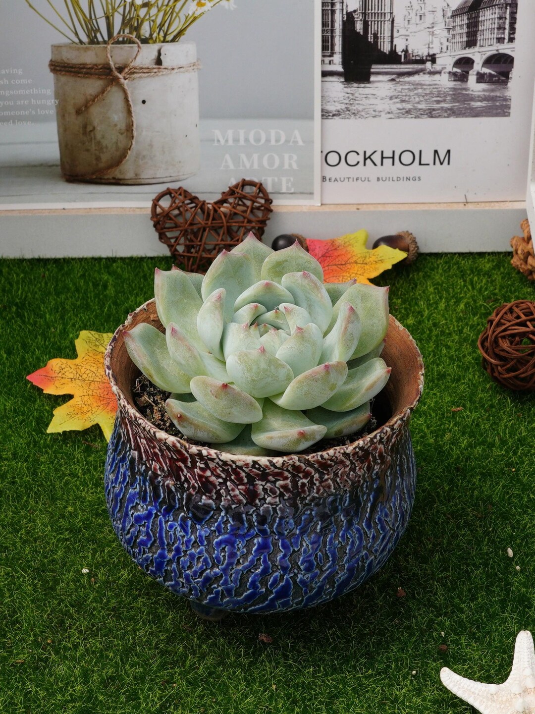 4'' Echeveria Latam - Etsy