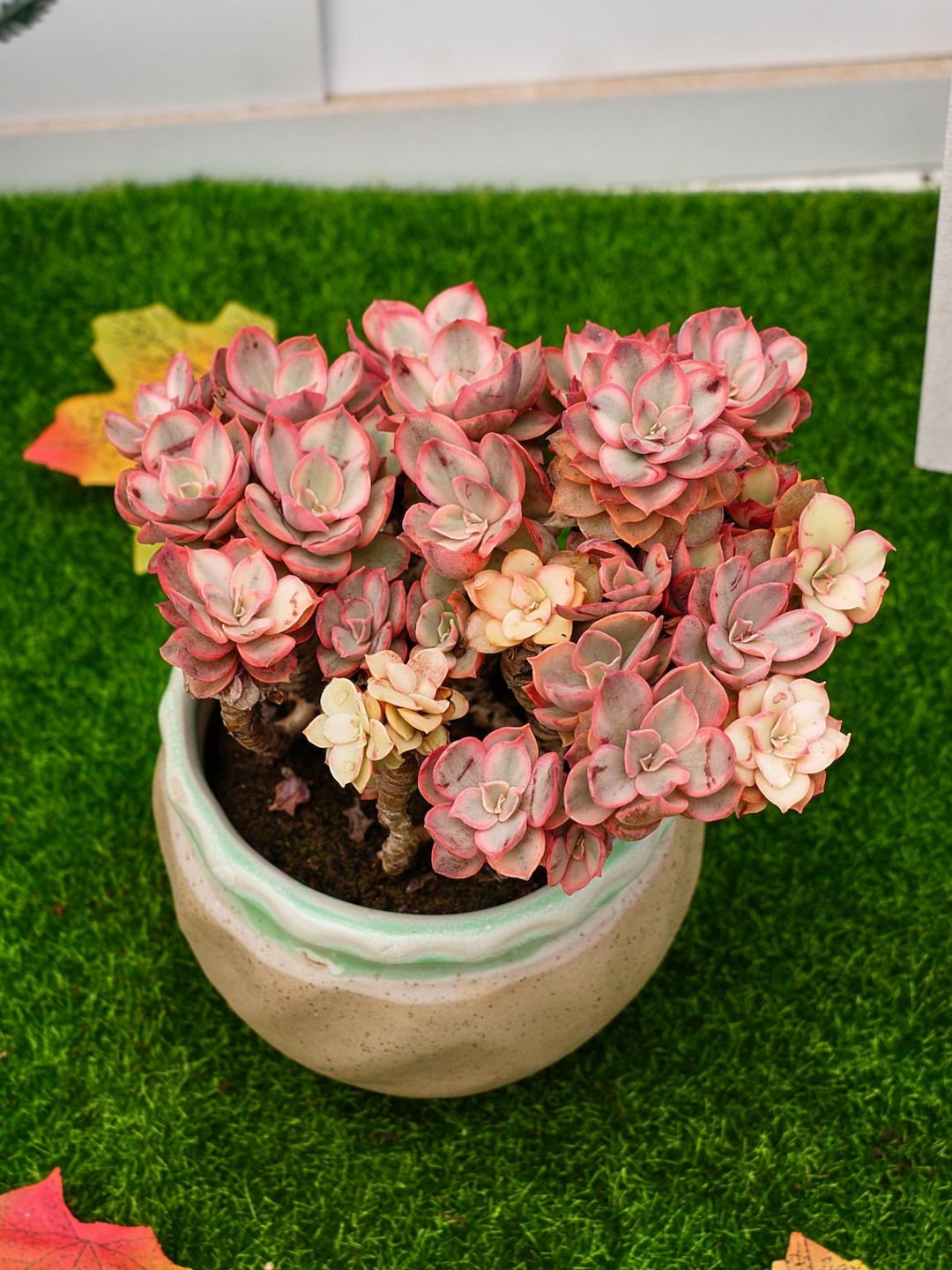 5''echeveria 'suyon' Variegated - Etsy
