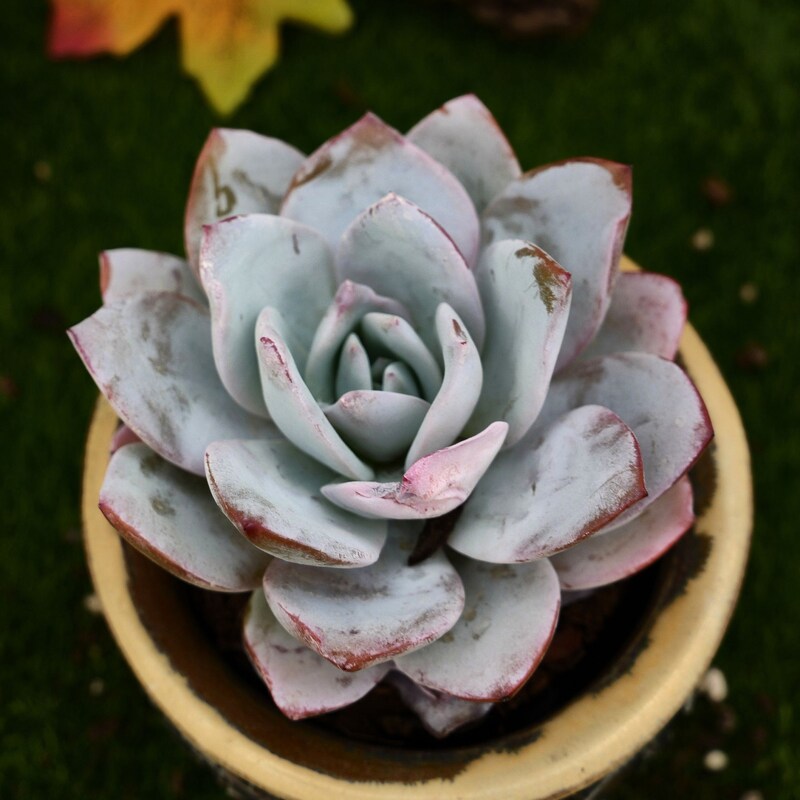 Echeveria Prolifica - Etsy