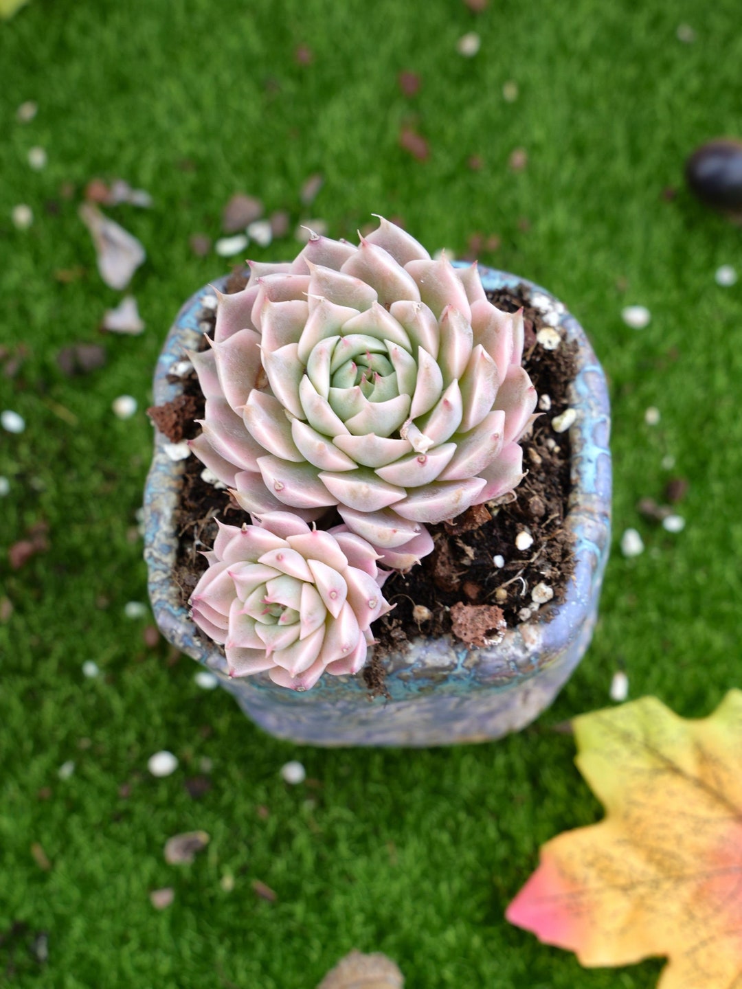 2.5''echeveria 'margrit' - Etsy