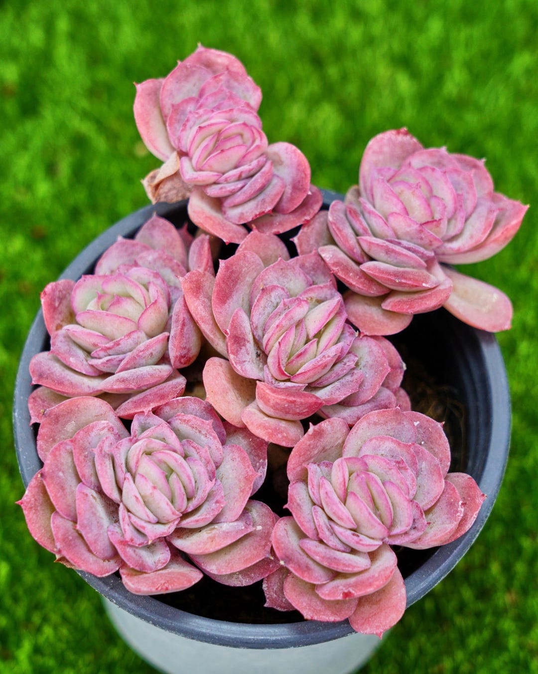 4'' Echeveria Elegans Rose - Etsy