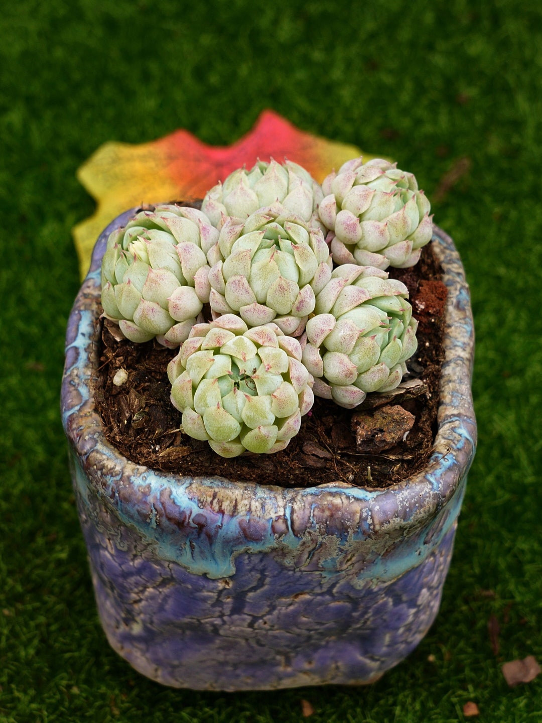 3'' Echeveria Ball of Fat - Etsy