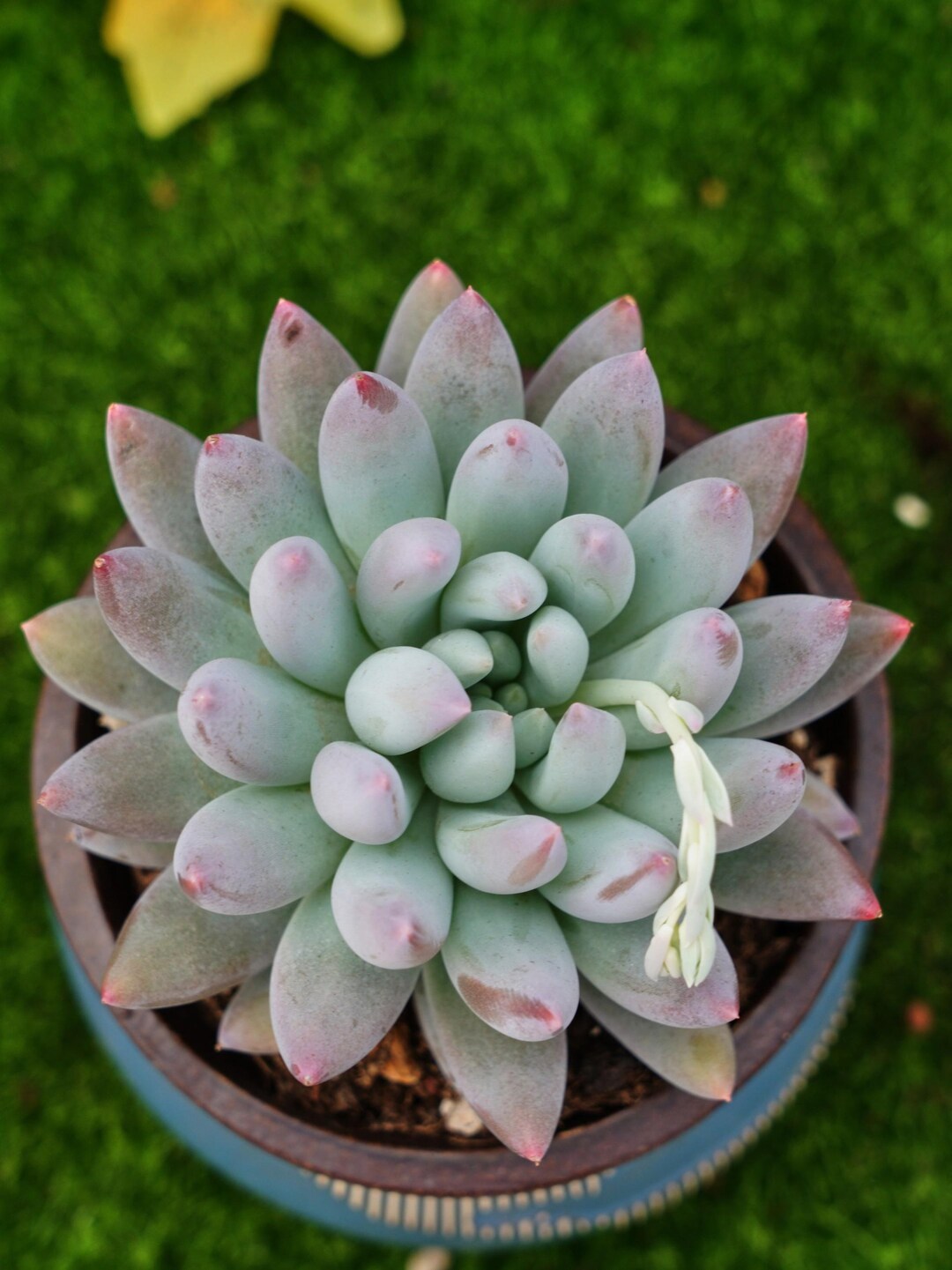 4'' Pachyveria Angel's Finger - Etsy