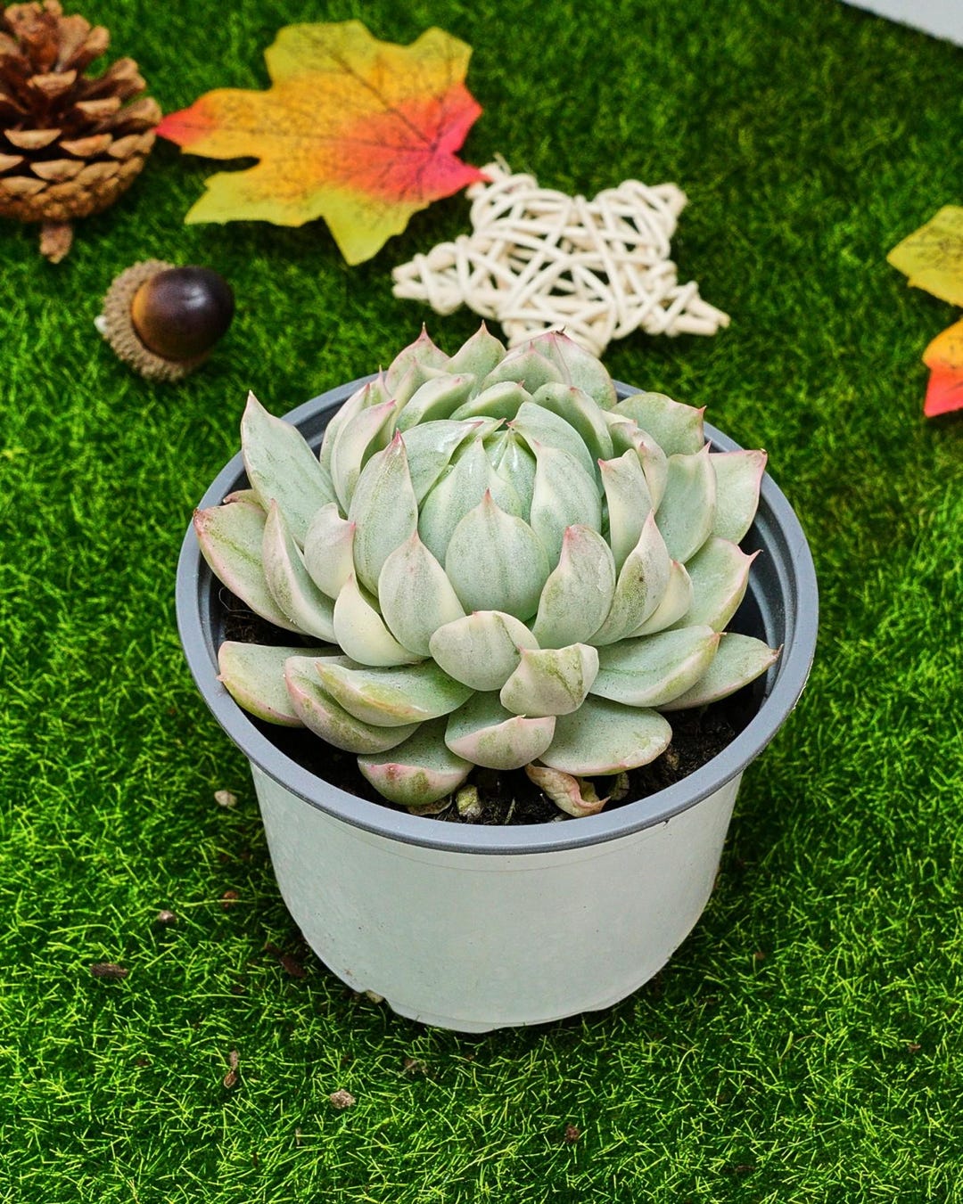 3.5'' Echeveria Maria White Variegated - Etsy