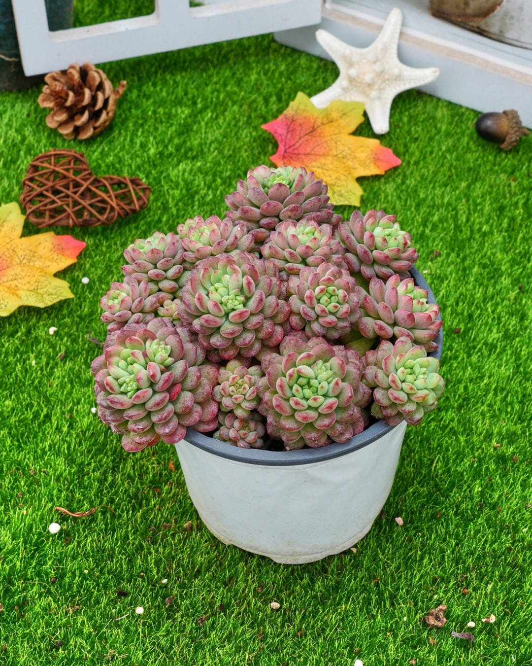 5'' Graptoveria Pearl Beans - Etsy