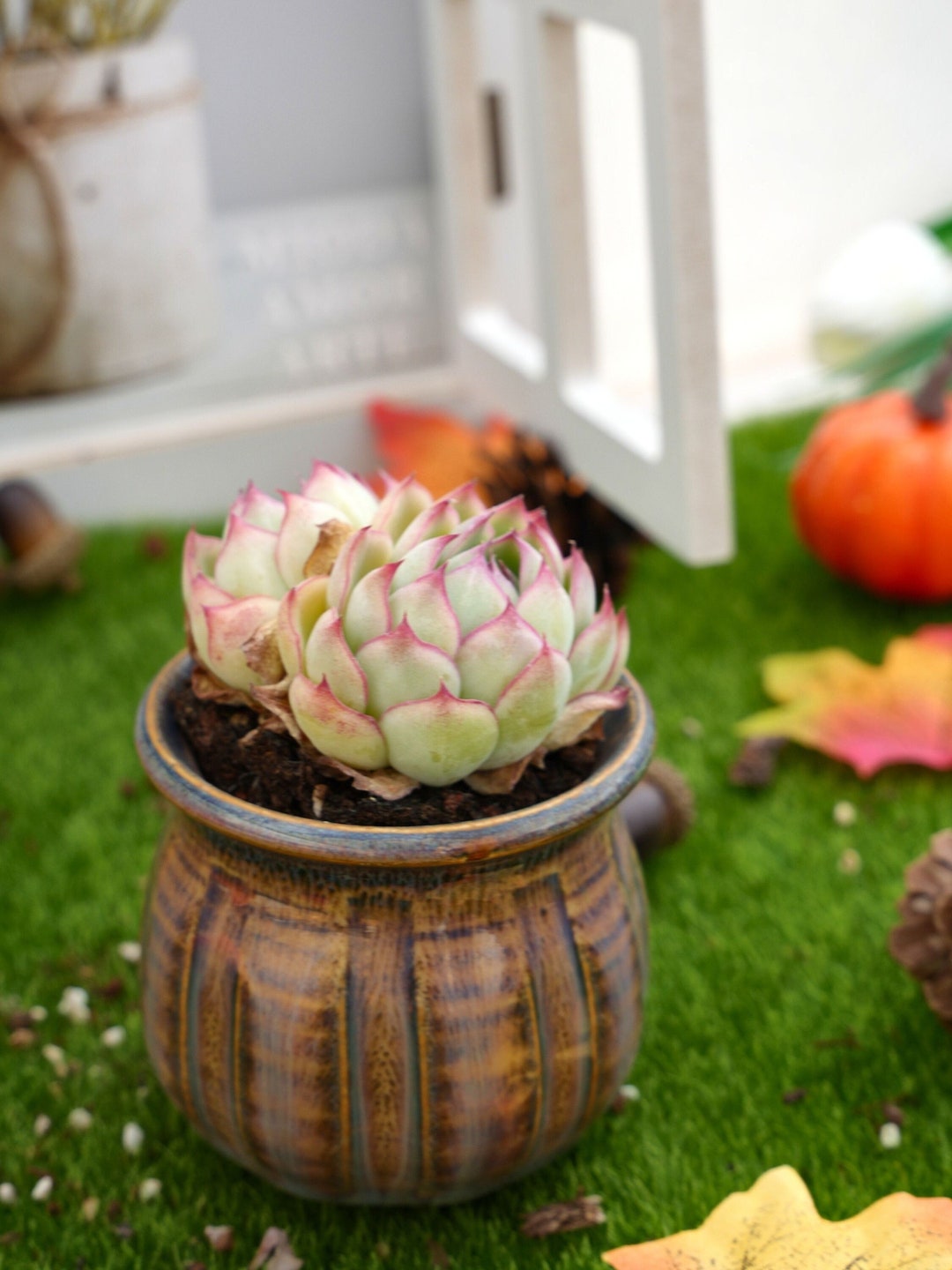 2.5''echeveria Soul Fairy - Etsy