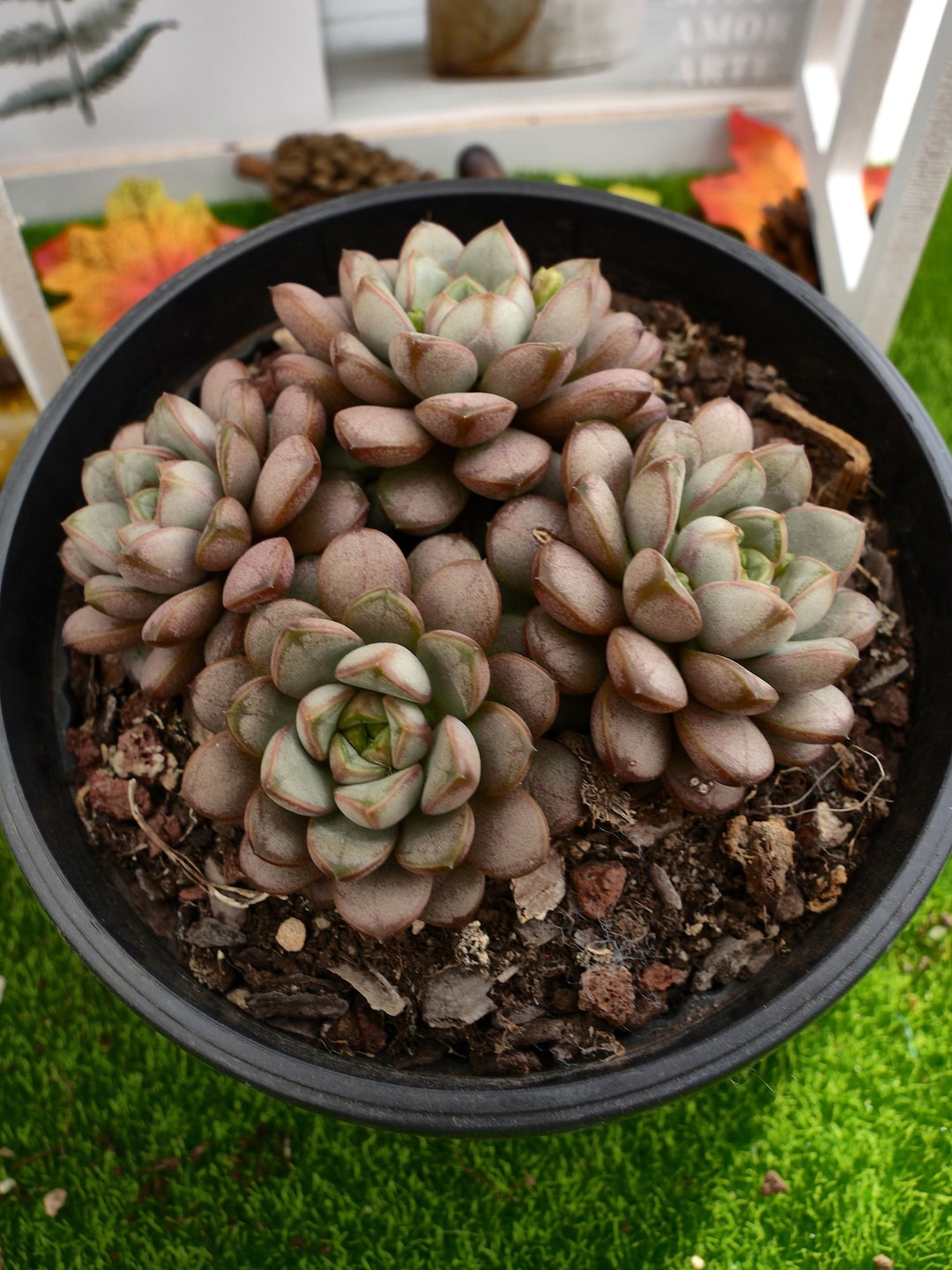 6''graptoveria 'amethorum' - Etsy