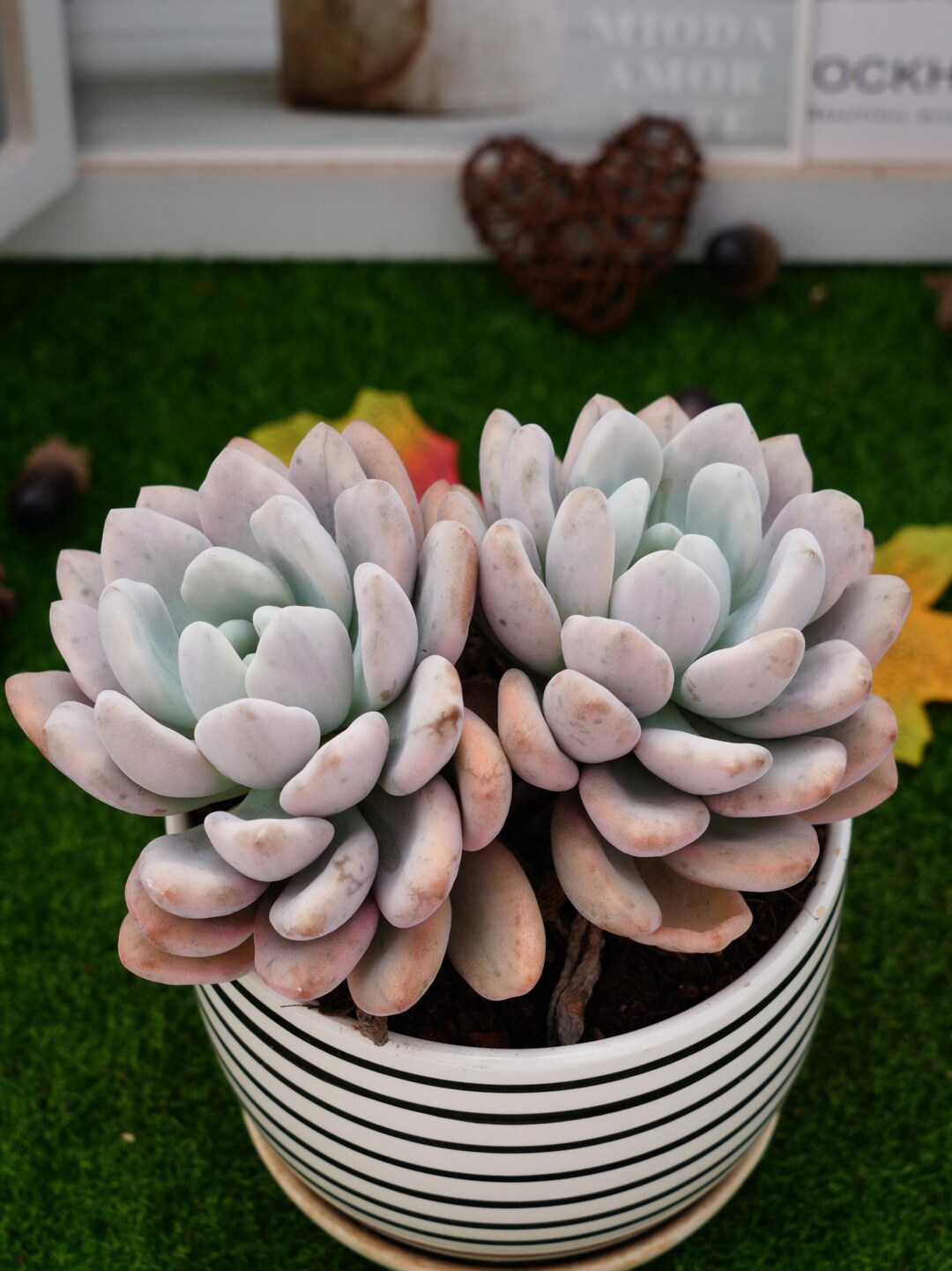 6'' Graptoveria Opalina - Etsy