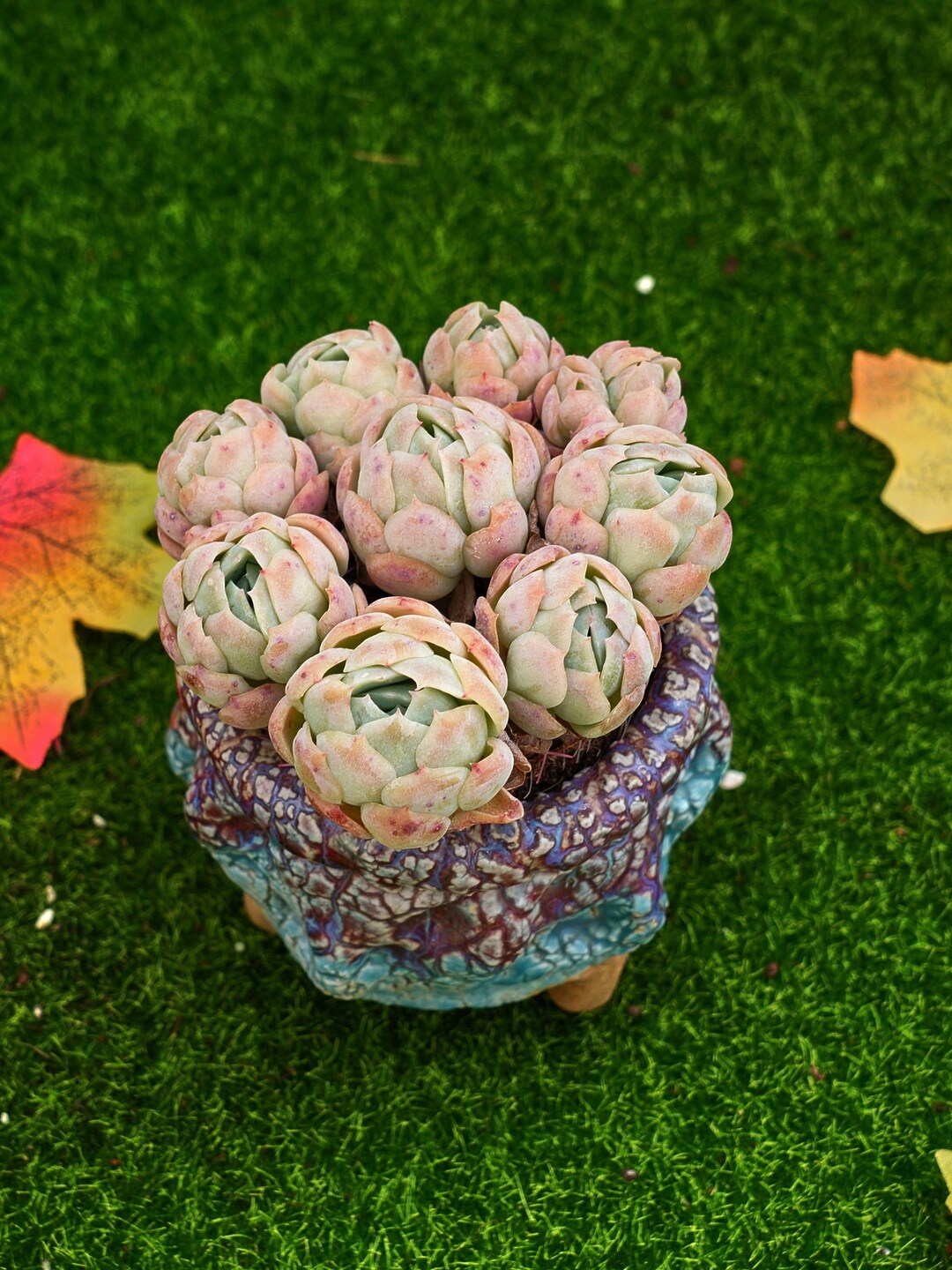 4'' Echeveria Elegans Berry - Etsy